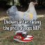 These Egg Prices Memes Will Crack You Up and Don't Cost a Penny! - Coal ...