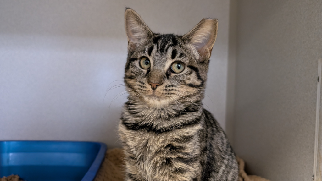 10 Unique Polish Polka Music Instruments - Coal Region Canary