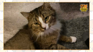 Canary Rescue Crew: Leo the Lion - Coal Region Canary